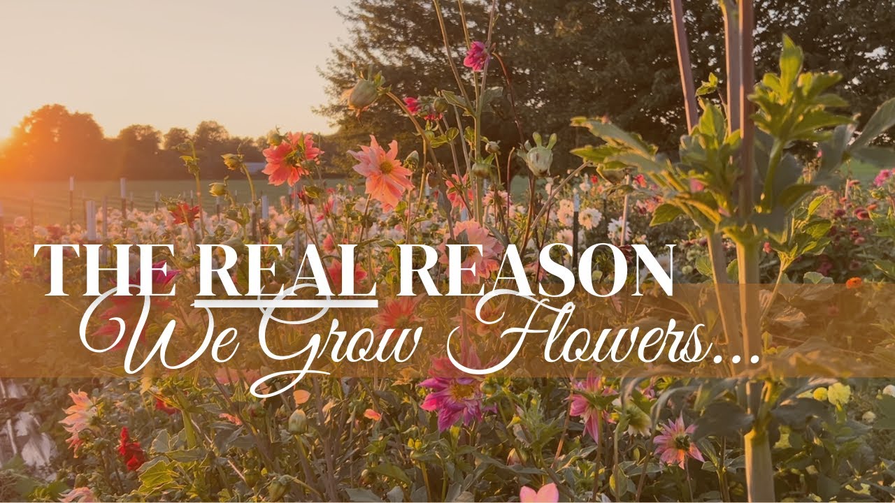Why Plant A Cut Flower Garden?! Our Reason WHY We Grow Flowers - YouTube