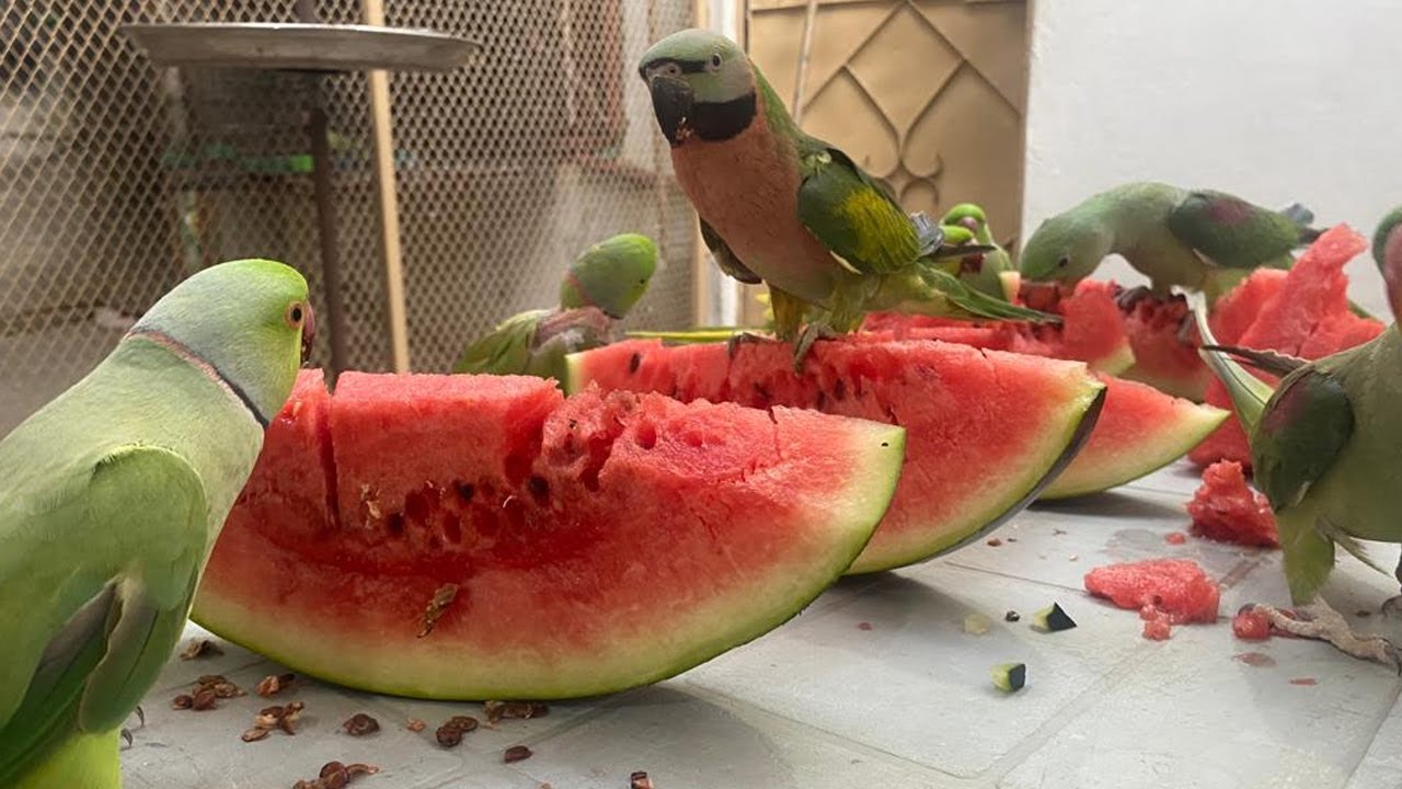 Ringneck Parrot, Raw Parrot & Mustache Parrot Eating Fresh Watermelon ...