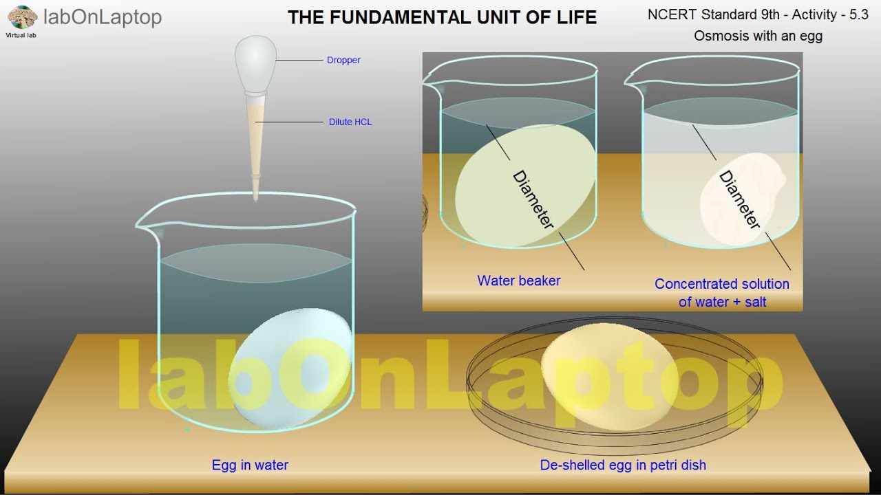 NCERT Class 9th Activity 5 3 Osmosis Fundamental Unit Of Life ncert-class-9th-activity-5-3-osmosis-fundamental-unit-of-life