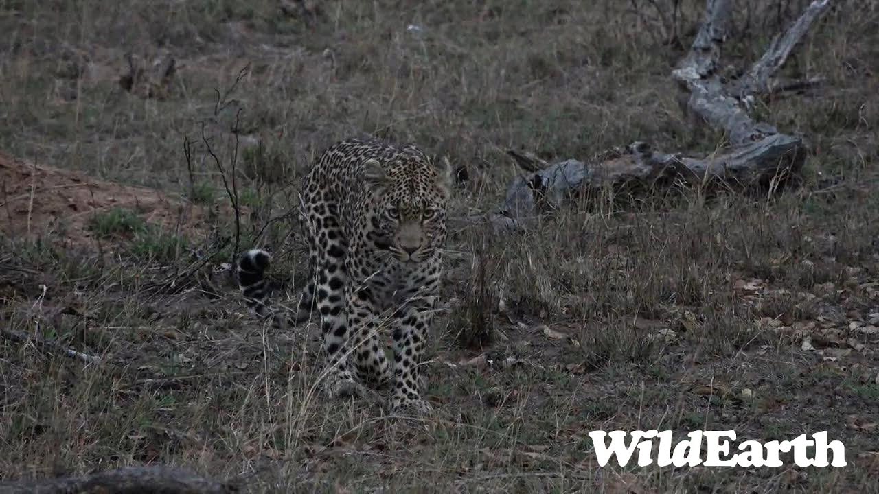 Queen Tlalamba saying goodbye to the Leopard Whisper. - YouTube