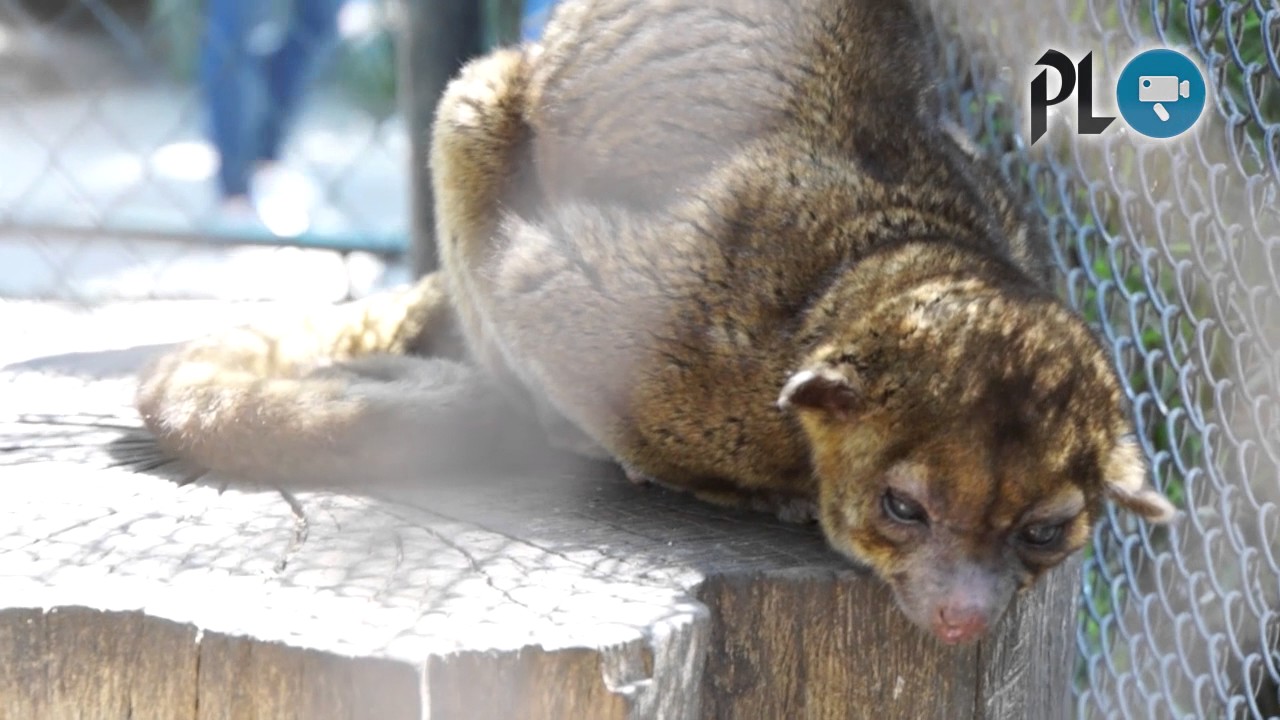 Conozca al micoleón, una especie inofensiva - YouTube