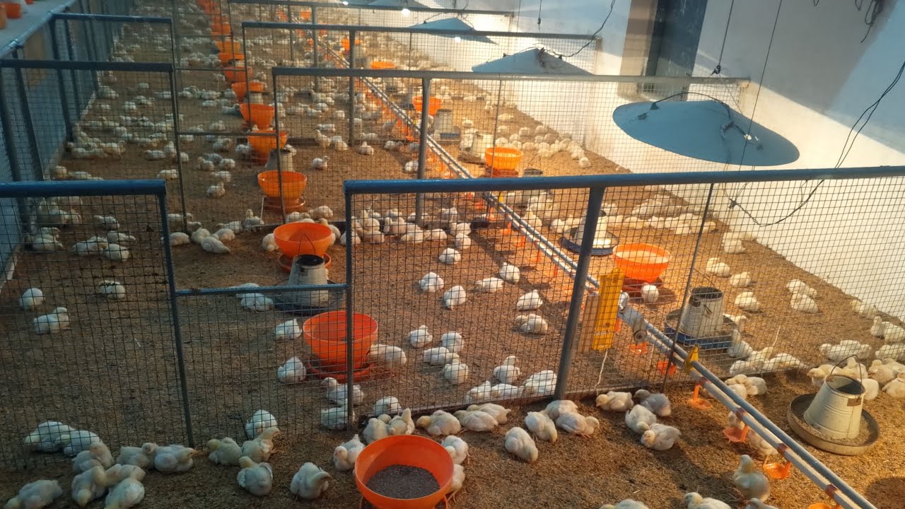 Poultry Farm 8 Days Chicks Farming Channel Subscribe Video Like Share ...