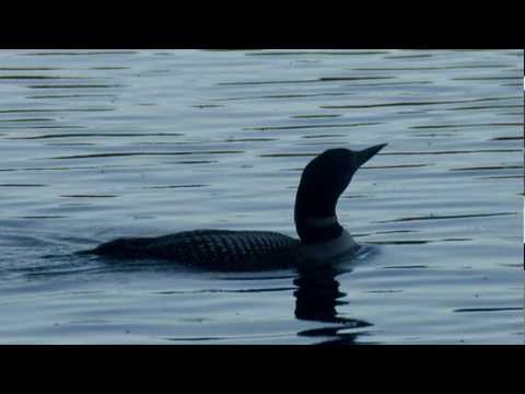 Loon Song: A Glorious Moment! - YouTube