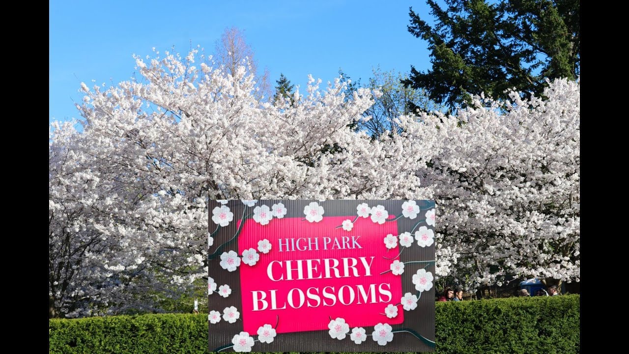 High Park Japanese (Sakura )Cherry Blossom Trees Tour High Park Toronto ...