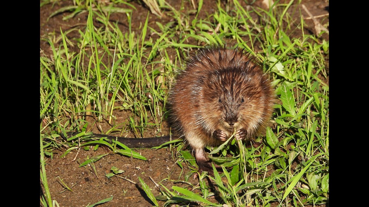 Muskrat Kits - YouTube