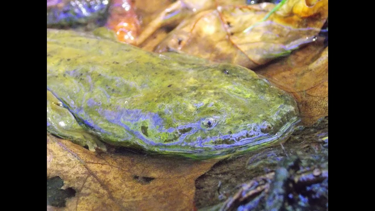 RARE Underwater Footage of Eastern Hellbenders, A Real River Monster - YouTube