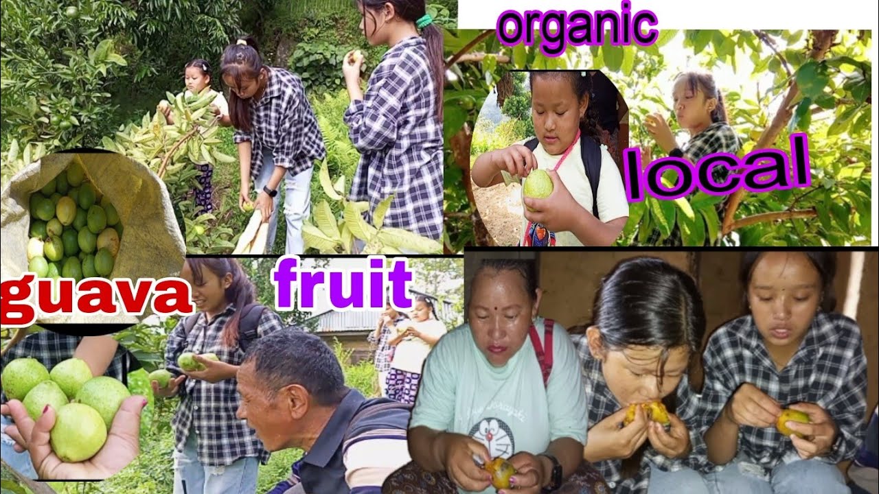 Local organic fruit guava || Going to pick in the village ...