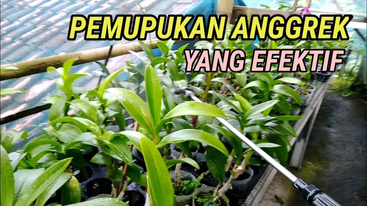 Pemupukan Anggrek Yang Efektif - YouTube