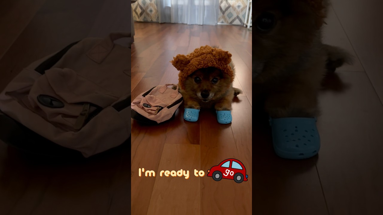 Watch Me Get Ready to Go! 🎒👟🧢 #getreadywithme #adventure #viral #funny ...
