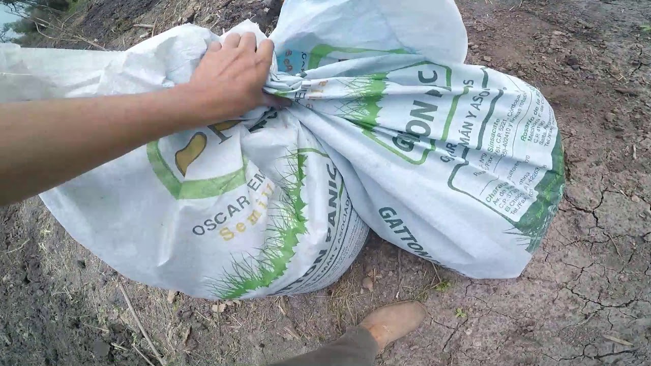 Sembrando pasto gatton panic - YouTube