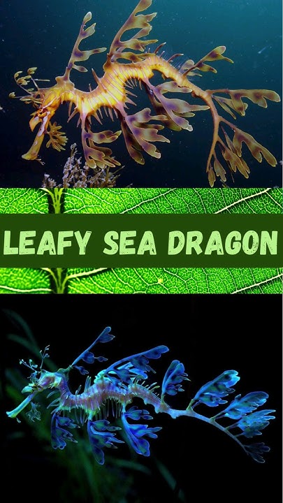 Leafy Sea Dragon Facts! (Did you know this about Leafy Sea Dragons?) # ...