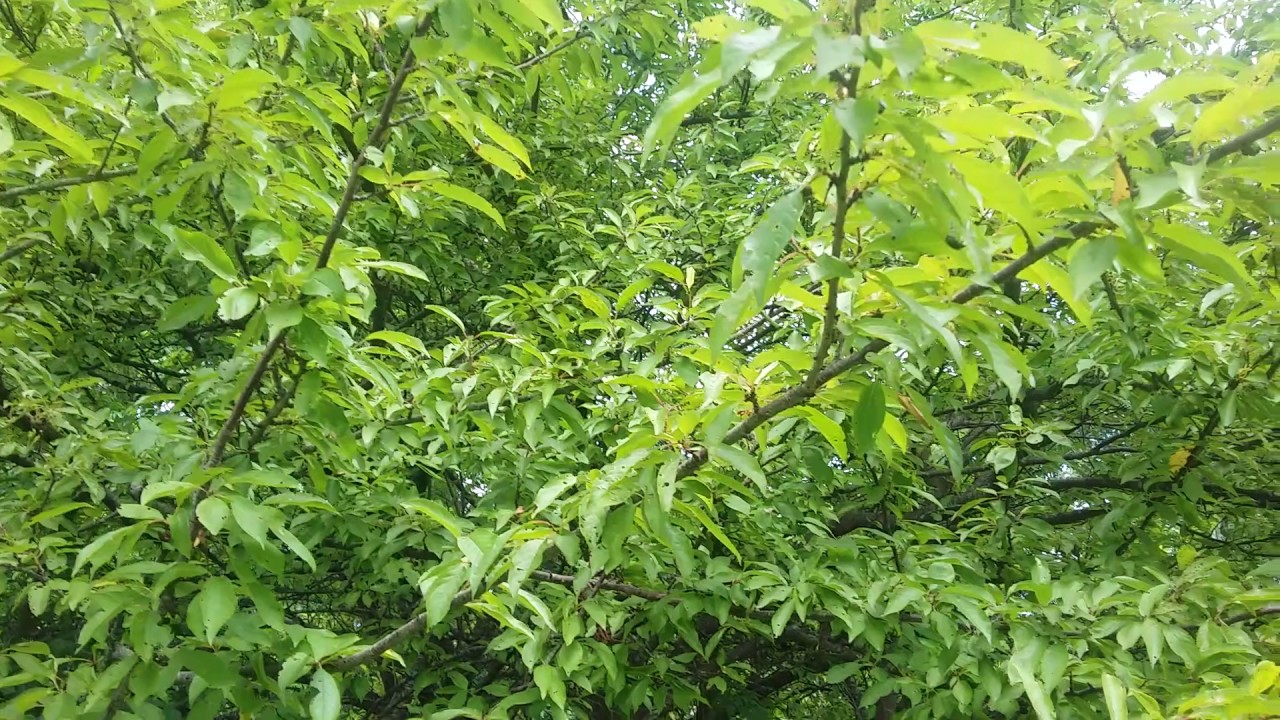 Plum Crop 2017 - YouTube
