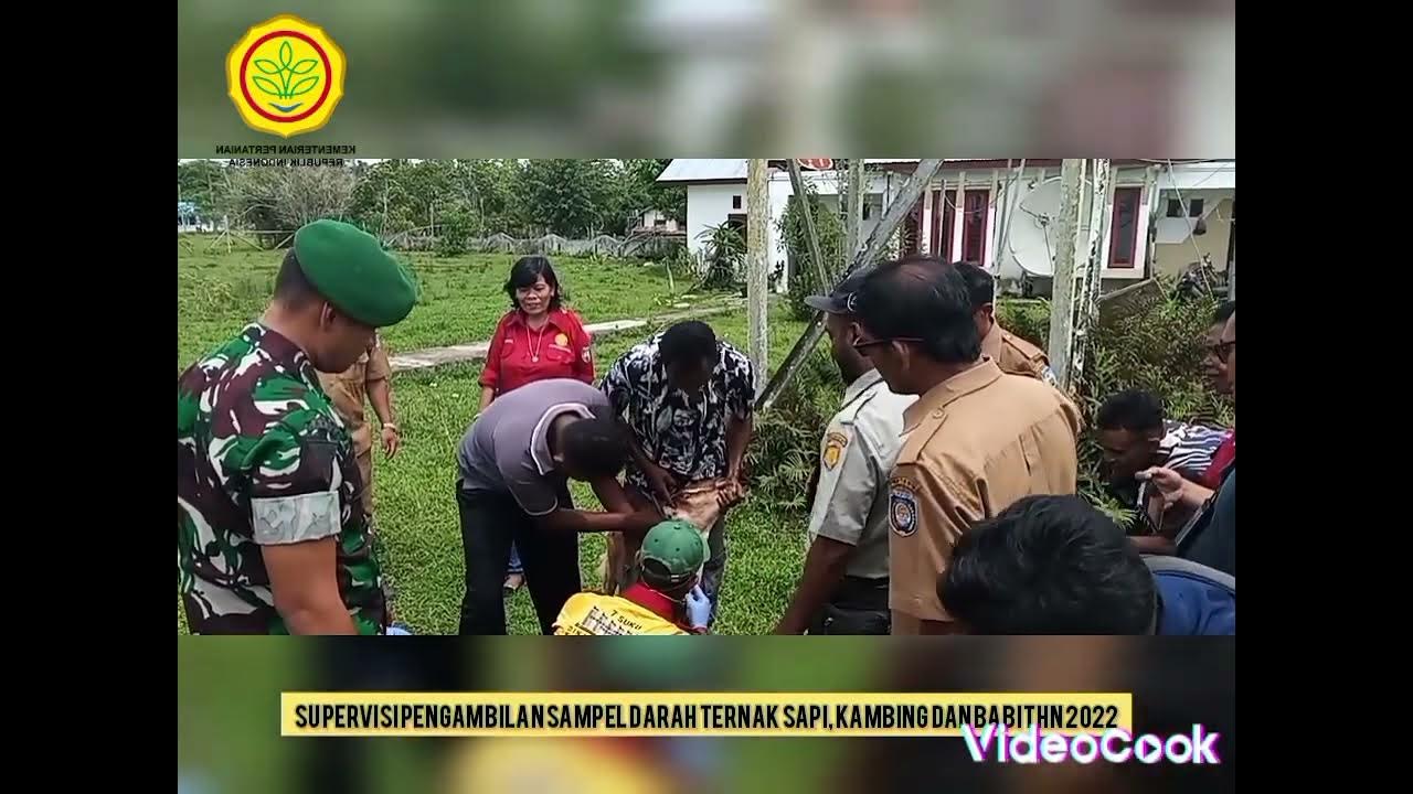 @Supervisi dan pengambilan sampel ternak Sapi,Kambing dan Babi# Loka Vereriner Jayapura# - YouTube