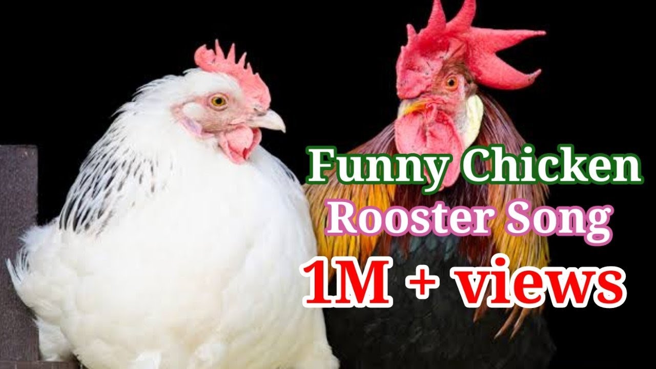 Funny Chickens & Roosters Chasing Kids – Funny Chicken & Rooster Video ...