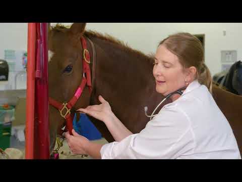 Assessing the Heart of the Horse