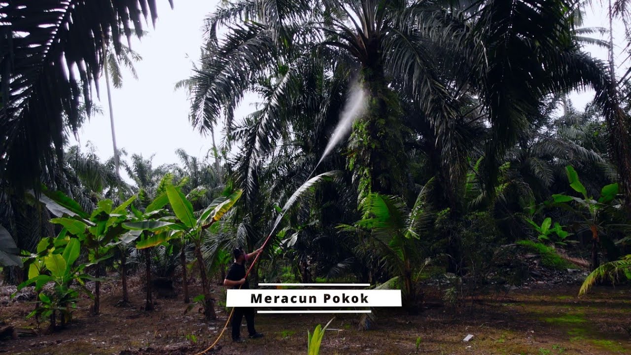 Meracun Pokok - YouTube