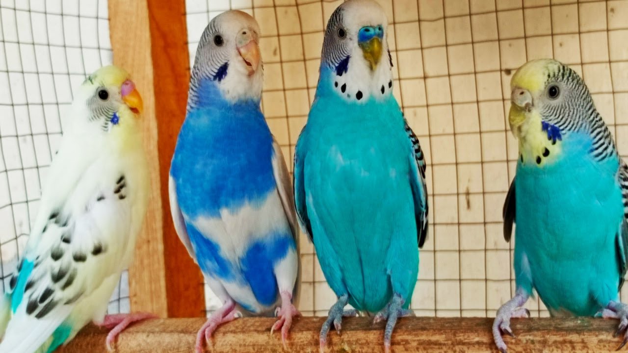 11 Hr Budgies Chirping Talking Singing Parakeets Sounds Reduce Stress ...