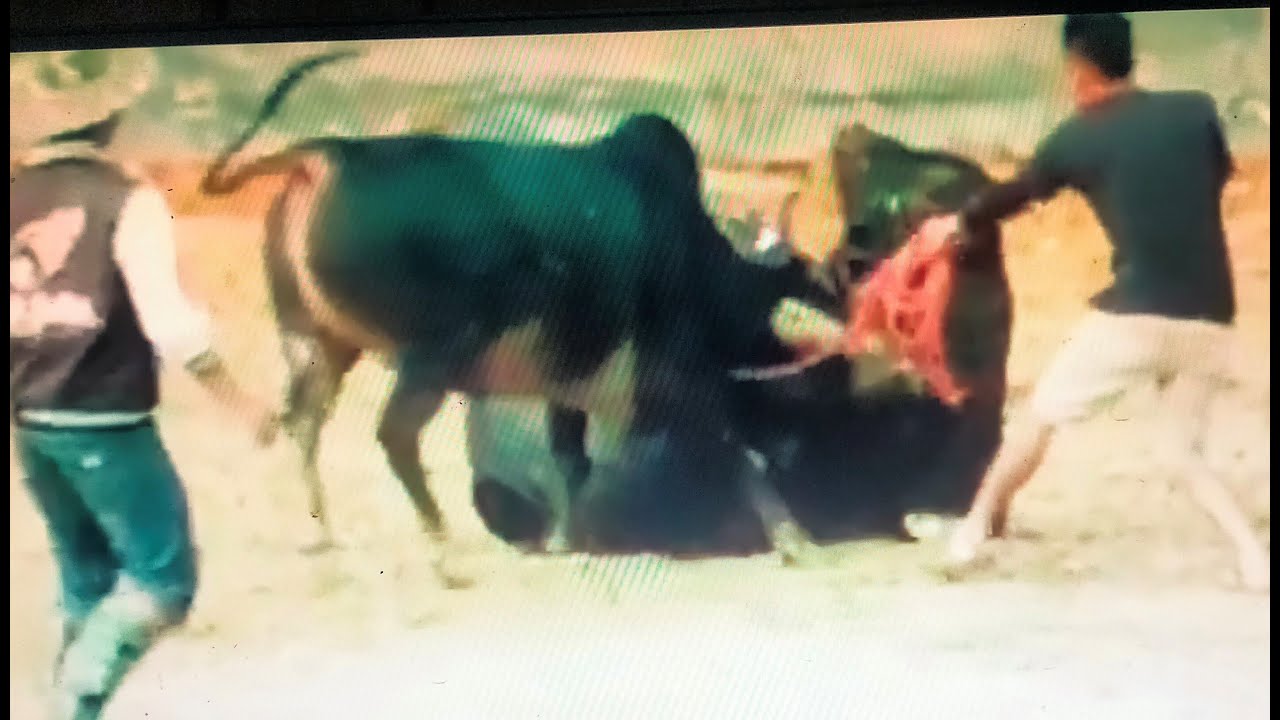 nyuj ej neej zoo '' tsav xeem - YouTube