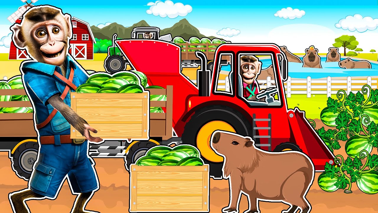 Monkey Drives a Tractor to Harvest Watermelons to Feed the Capybaras ...