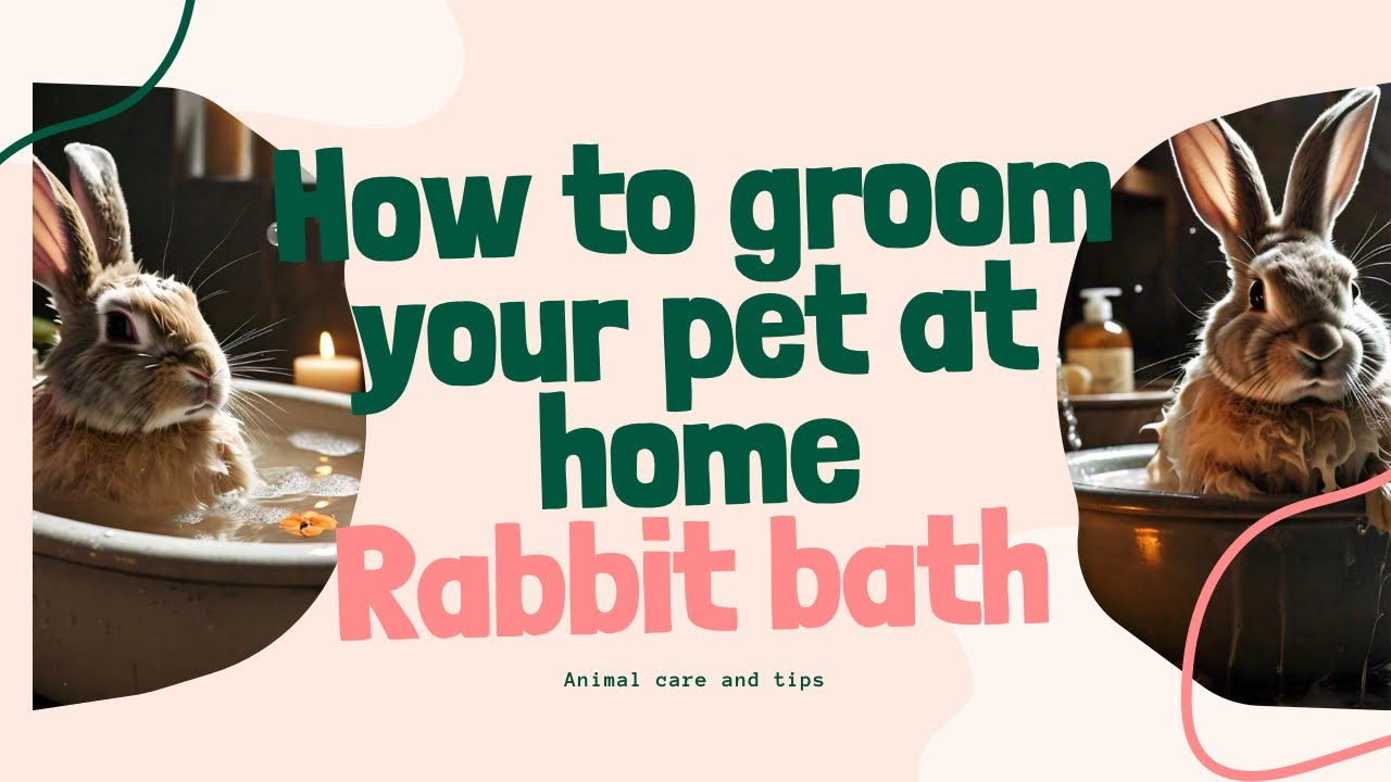 Bunny taking bath #rabbit #rabbit bath #care #petcare - YouTube