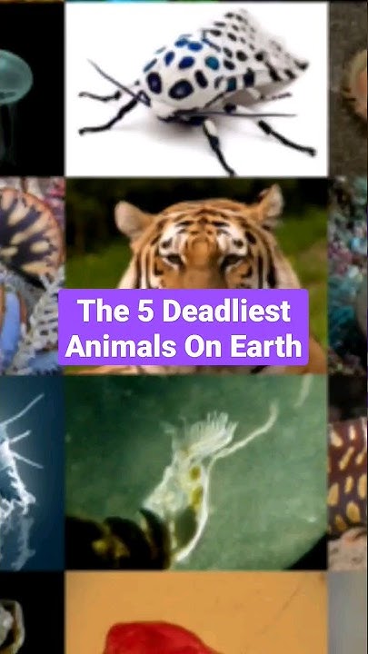 The 5 Deadliest Animals On Earth #shorts #earth - YouTube