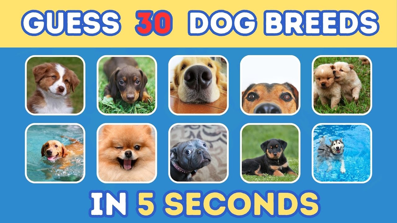 Guess the Dog Breed Quiz 🐶 | 30 Popular Dog Breeds in 5 Seconds ...