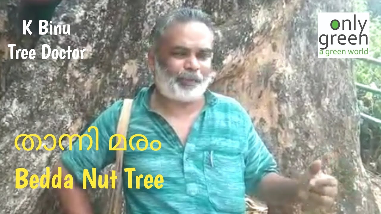 Rare trees | താന്നി മരം (Bedda Nut Tree) | Only Green | Malayalam - YouTube