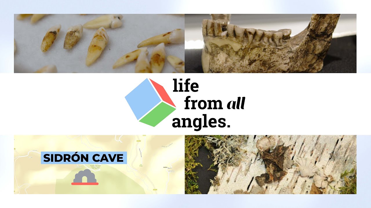 What Can Neanderthal Teeth Teach Us About Oral Microbiomes? | Life From ...