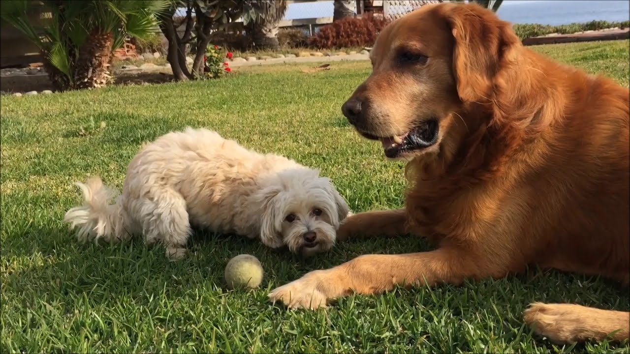 Una Maltes Bichon y un Golden Retriever jugando en el jardín - YouTube