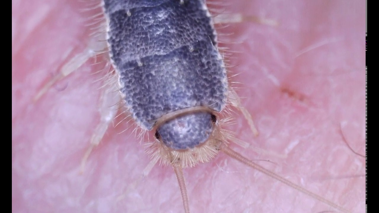 Small Silverfish - YouTube