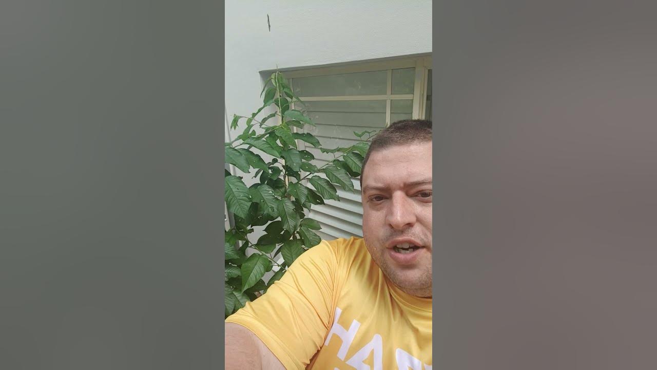 Cherry Tree Ryzah - YouTube