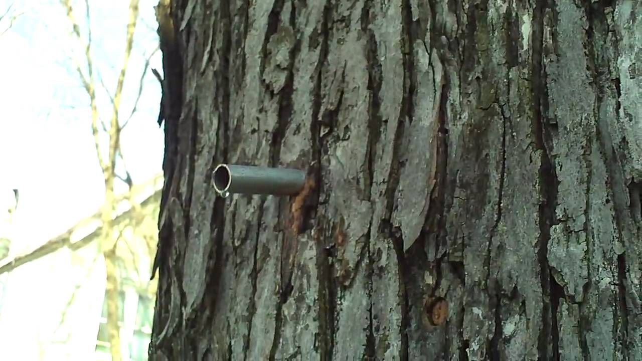Maple Sap Harvest 2010: Maple Syrup in a few days! - YouTube