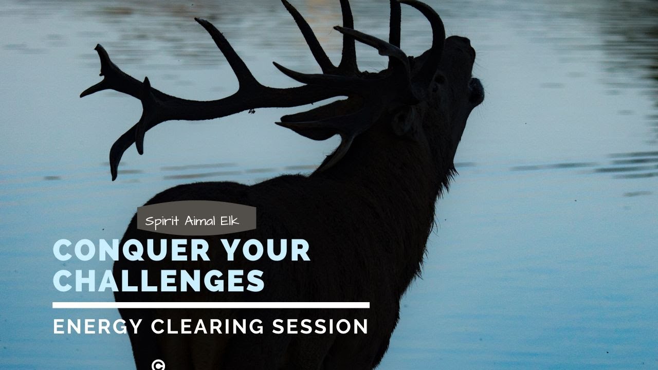Conquer Challenges with Spirit Animal Elk - YouTube