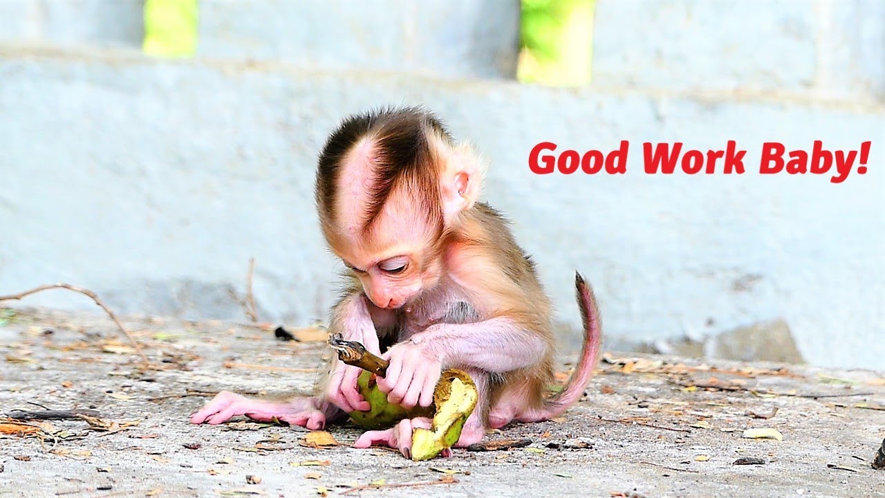 Oh Good Work!, Tiny Baby Loris Practices In Walking Very Hard, Lory ...