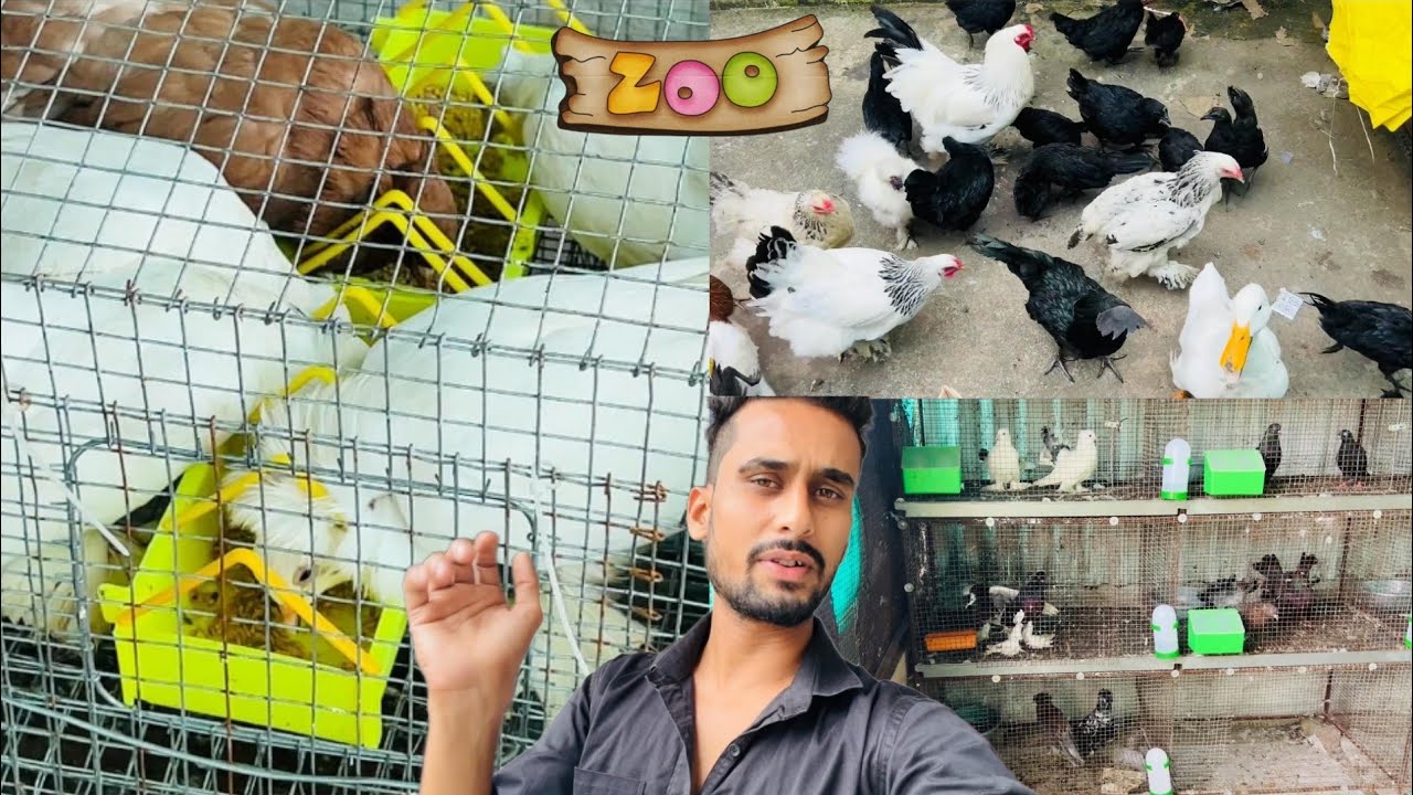 Today i visited My mini Zoo and feed all animal's | My mini zoo Update ...