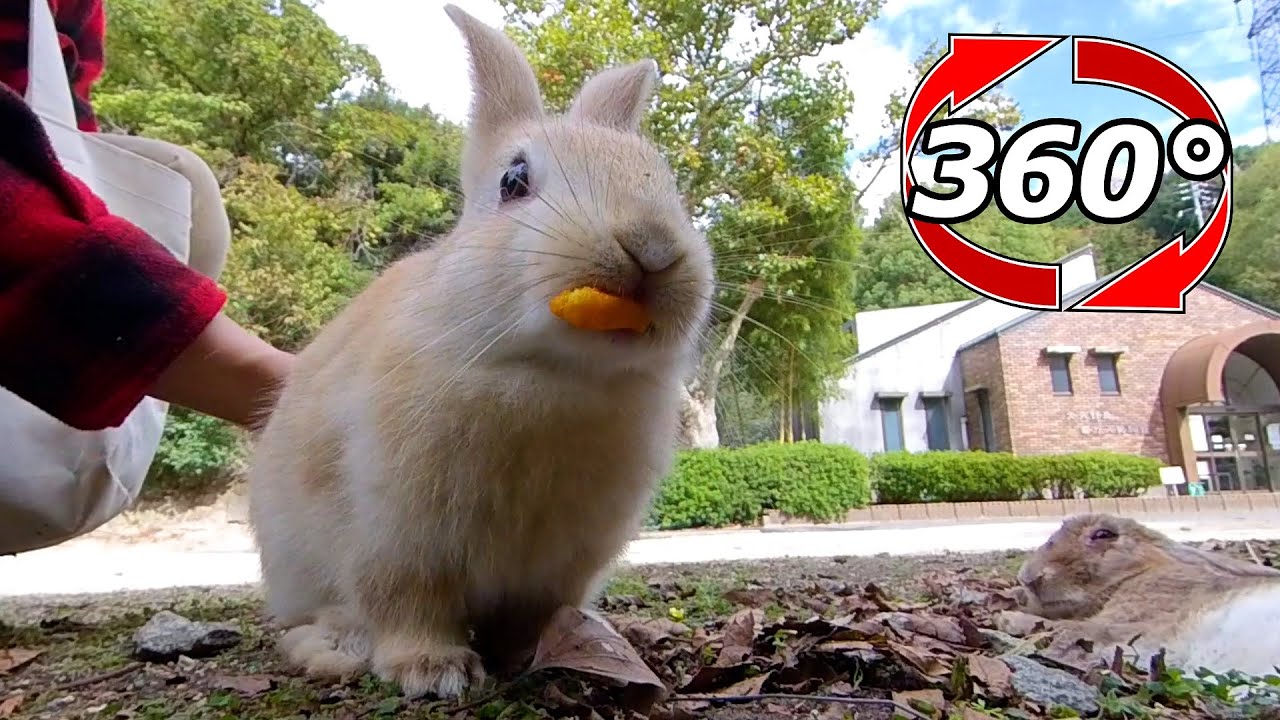 VR 360° | Baby rabbit, it seems that the first carrot I ate was too ...