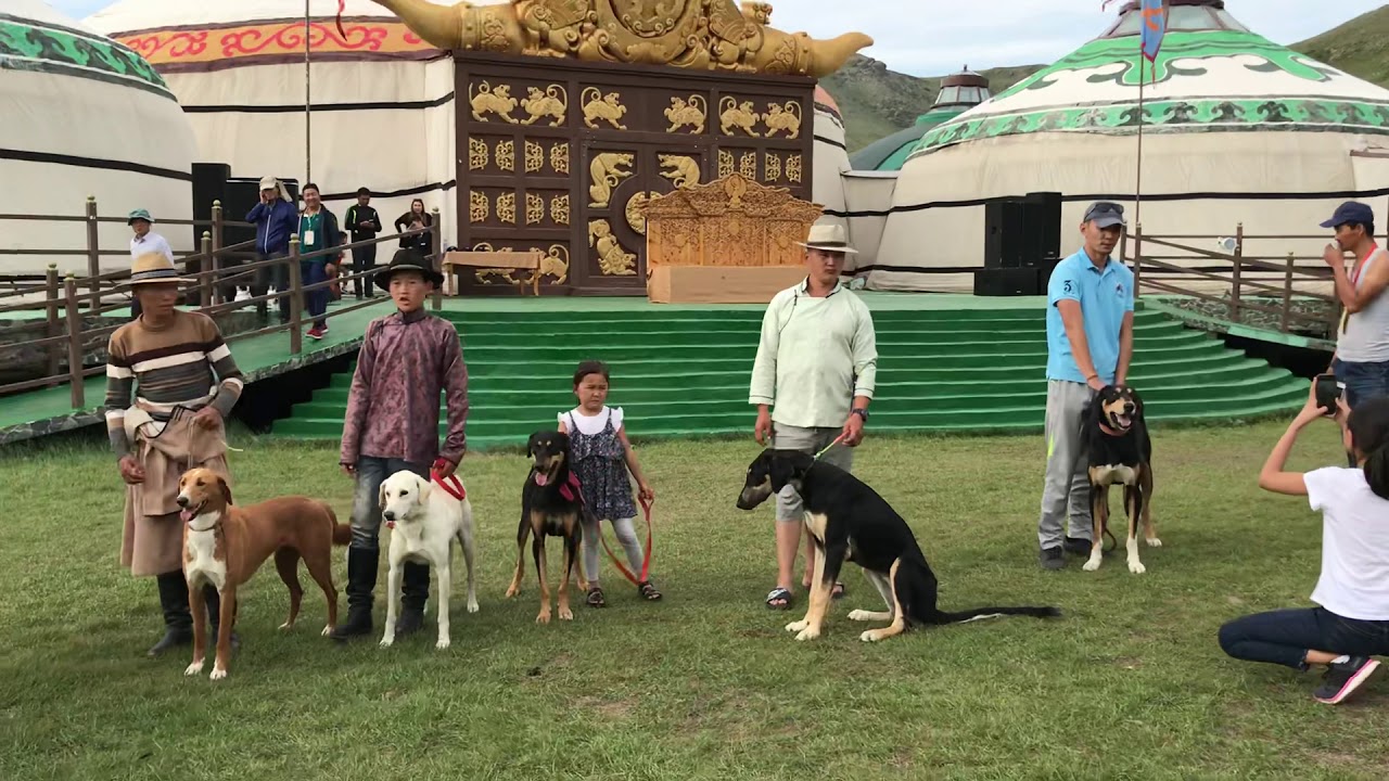 Mongolian hunting dogs Taiga - YouTube