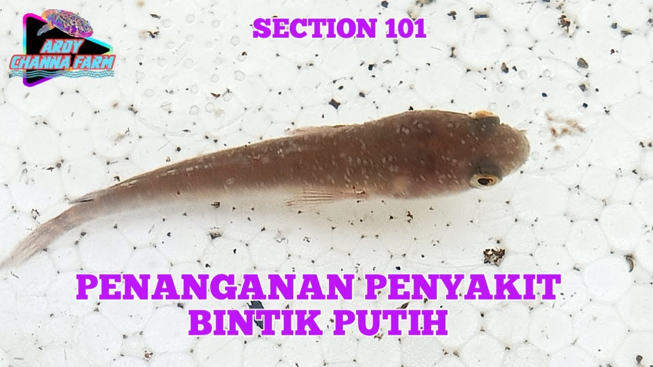 Penanganan Penyakit Ikan Gabus Bintik Putih (White Spot) - YouTube