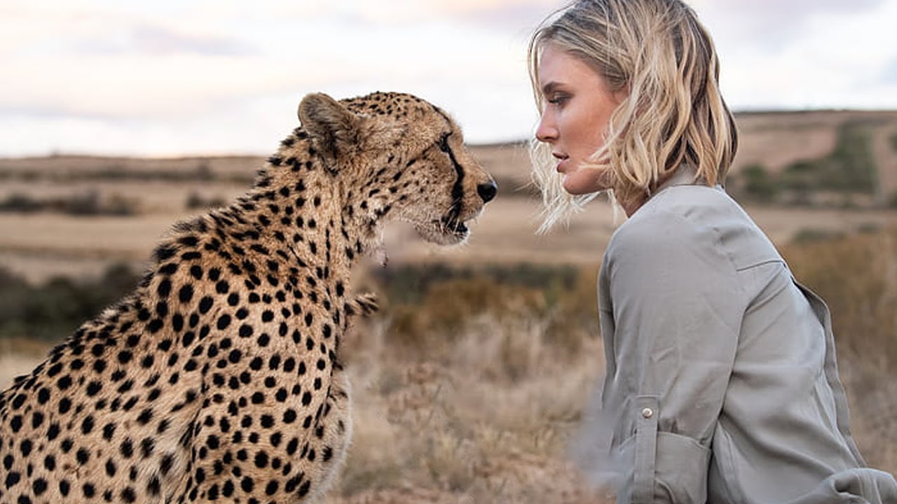 Woman Decided to Help the Sick CHEETAH, What Happened After will SHOCK ...