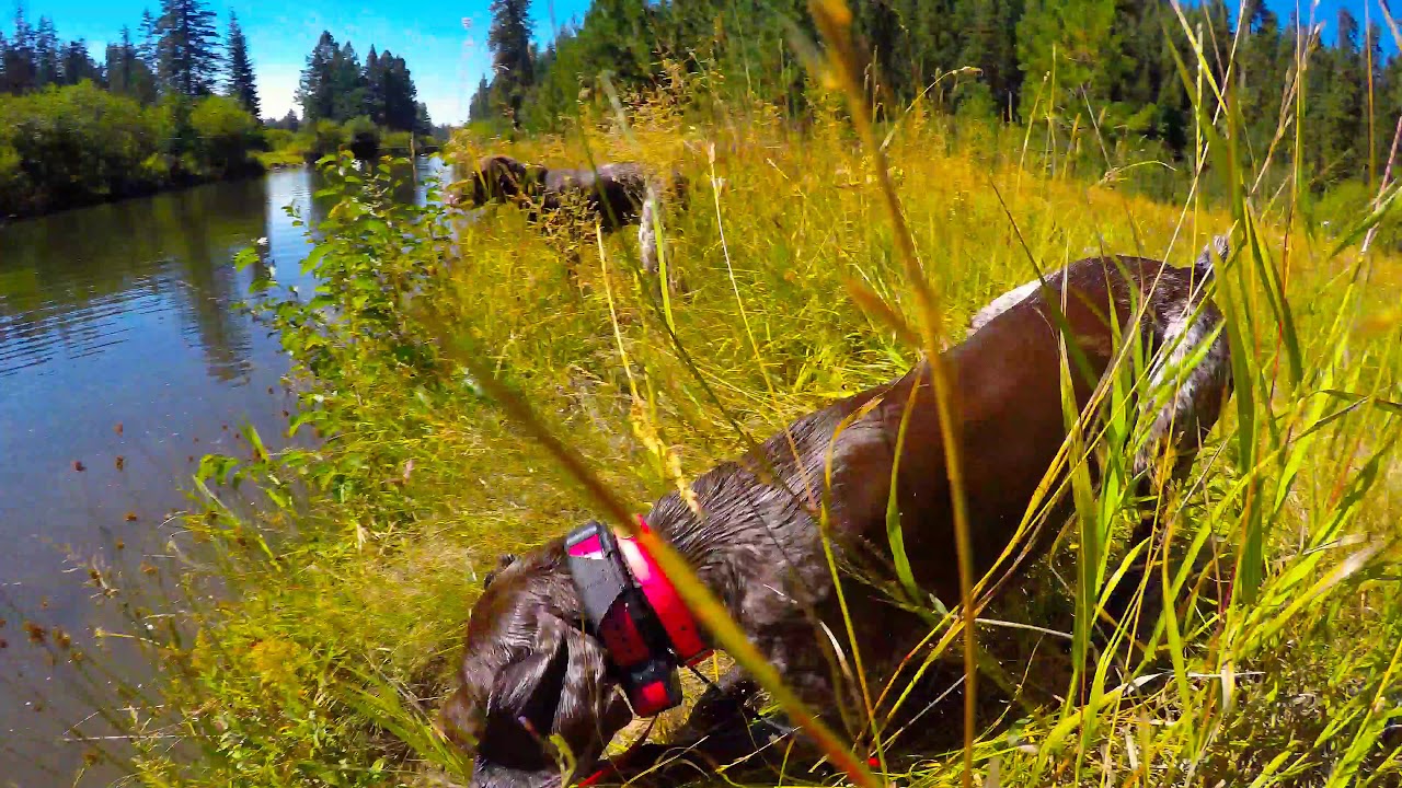 Water Dog - German Shorthaired Pointer Loves to Swim - YouTube