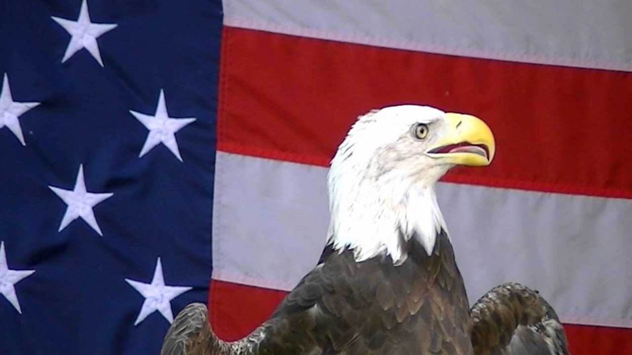 PEACE Moments - American Bald Eagle for Peace - YouTube