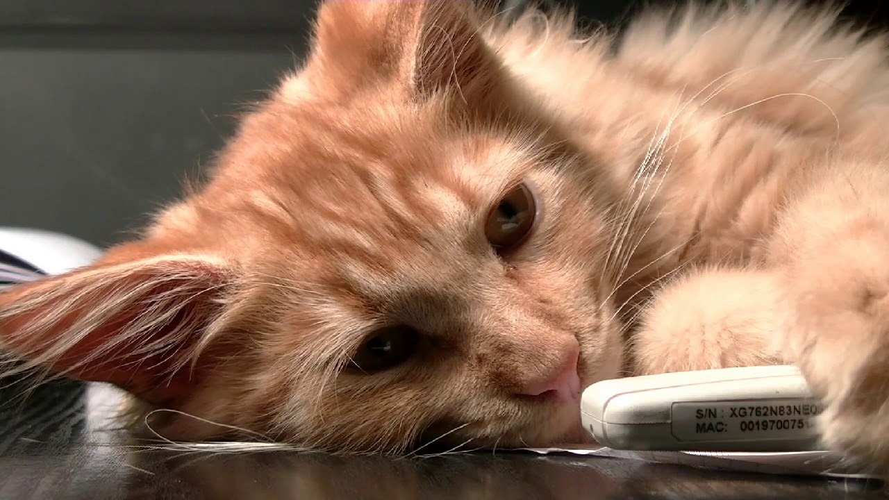 Cute Cat Sleeping Status YouTube cute-cat-sleeping-status-youtube