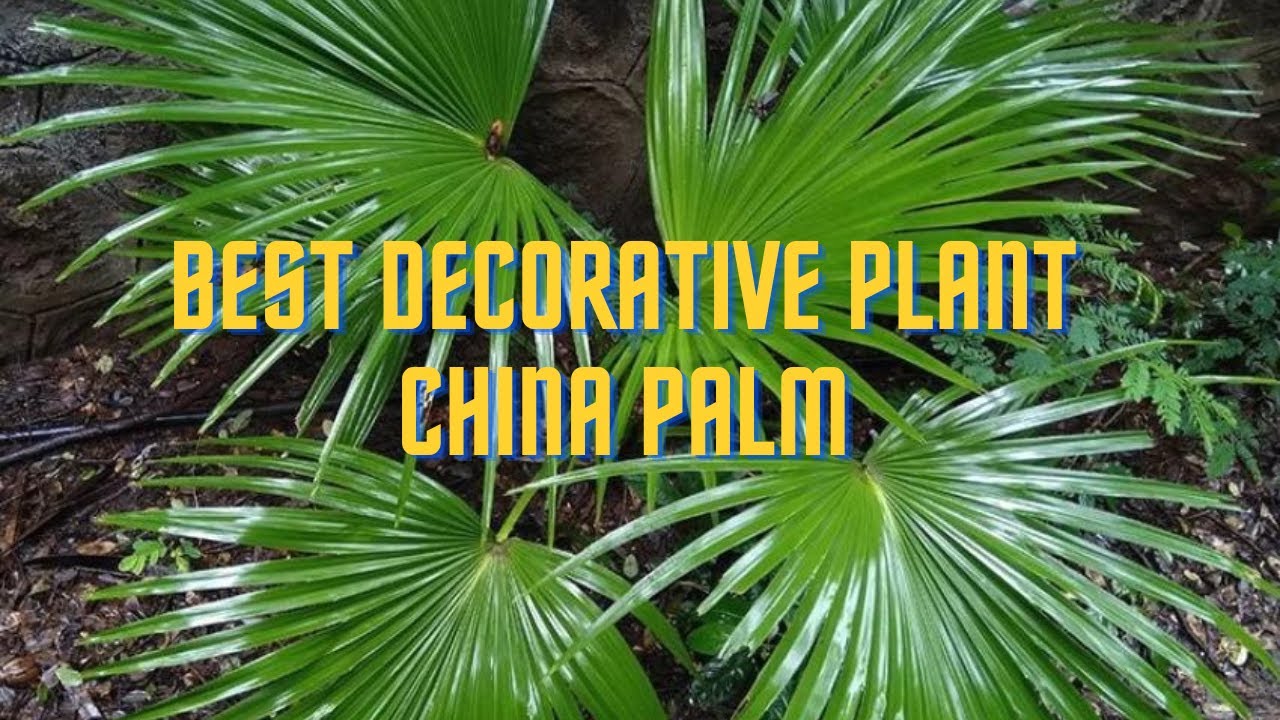 China Palm Repotting | China Palm Care | Best Decorative & Indoor Plant ...