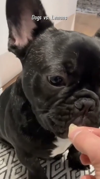 😅 Funny dog videos#dogs #foryou #Funny animals #funnypets - YouTube