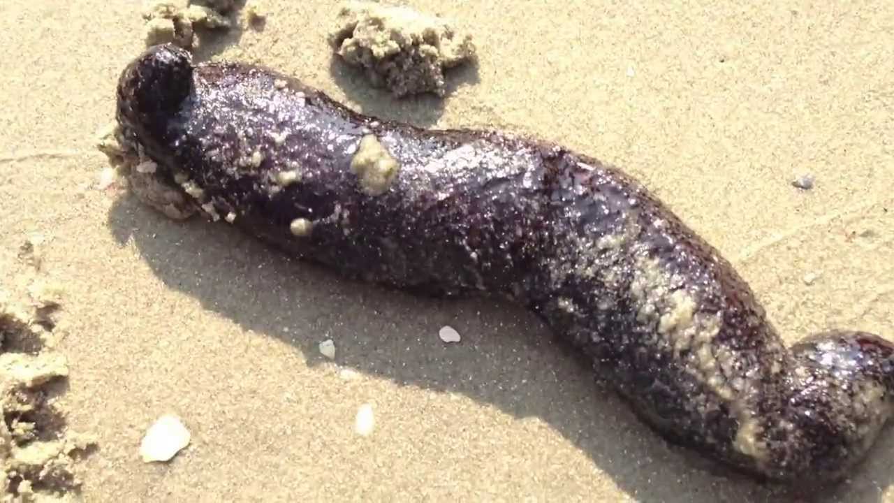 Alien Live Sea Creature Video - YouTube