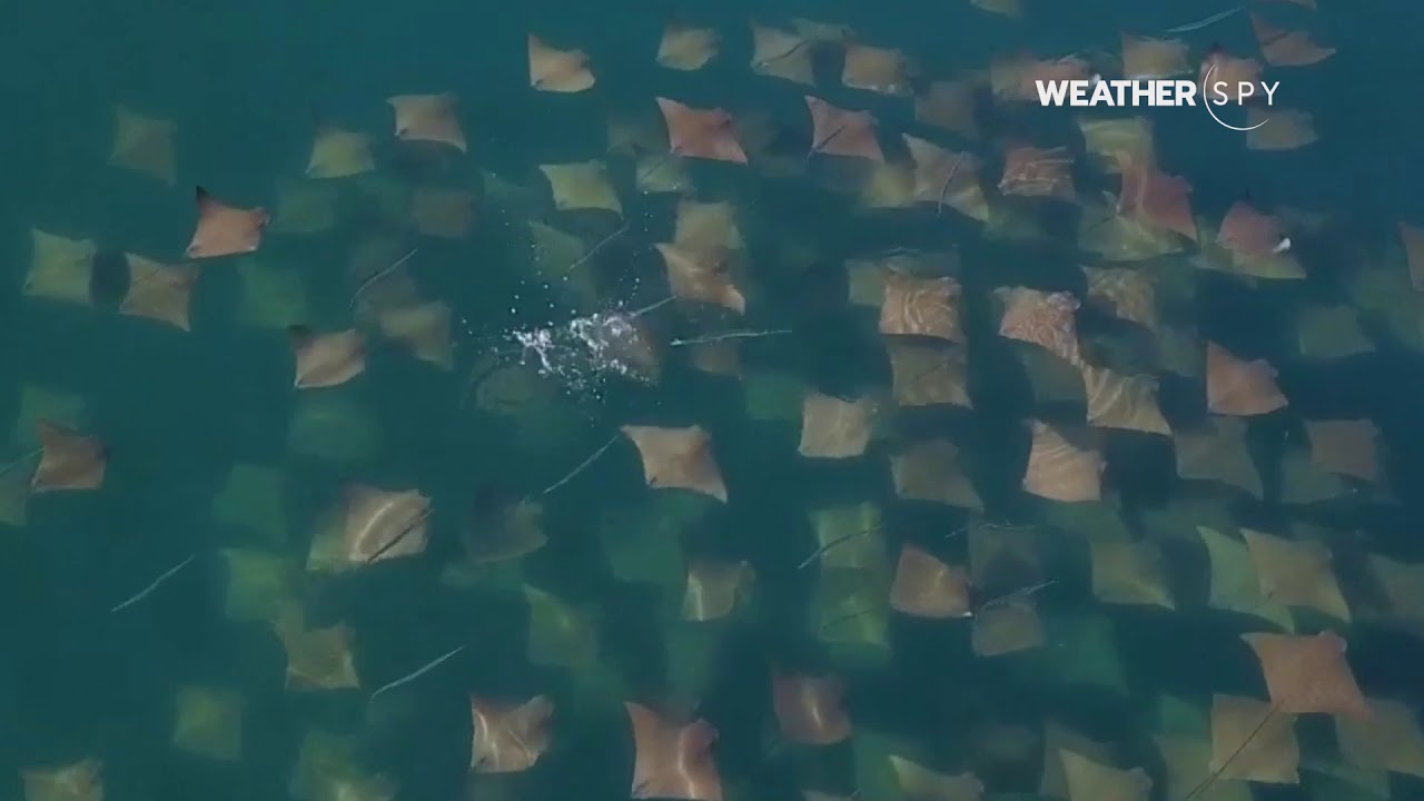 Massive Group of Stingrays Migrate Across Ocean - YouTube