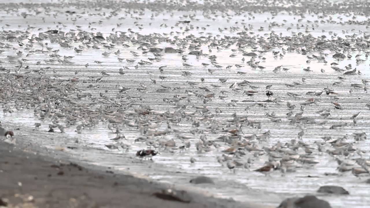 Shorebirds feeding on Horseshoe Crab eggs at Slaughter Beach, DE - YouTube
