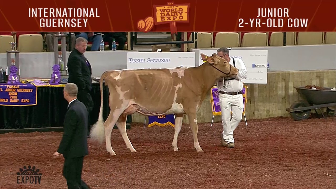 527 Guernsey Junior Two Year Old Cow - YouTube