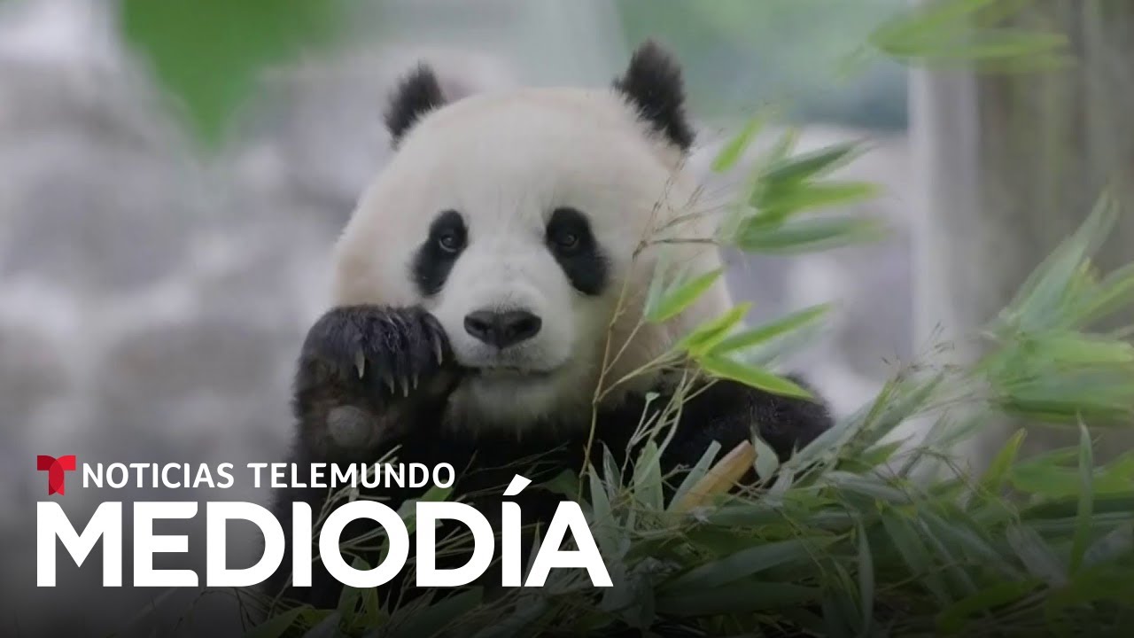 Nuevos osos de la 'diplomacia panda' de China y EE.UU. están listos ...