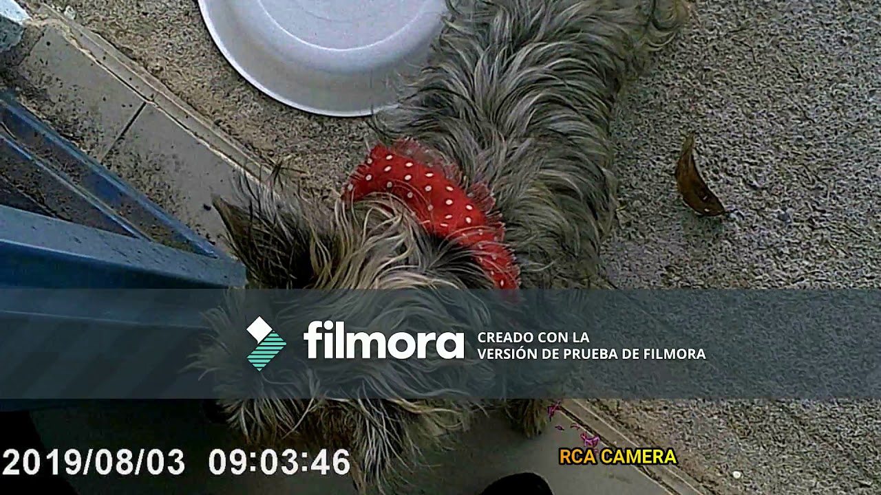 CAMERAS|CANON|RCA|GOPRO FAKE| - YouTube